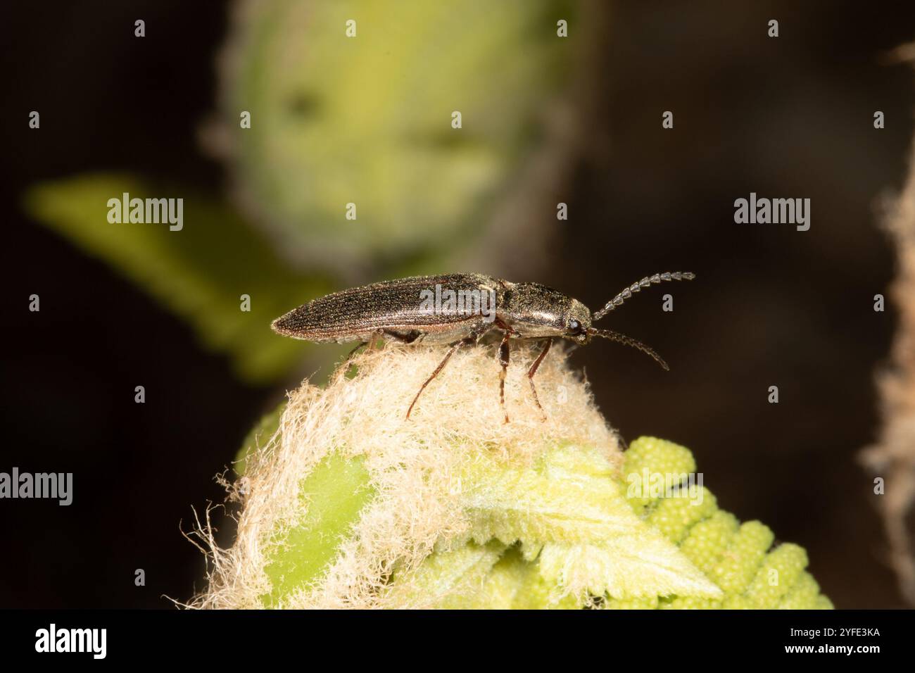 Cylindrical Click Beetle (Sylvanelater cylindriformis Stock Photo - Alamy