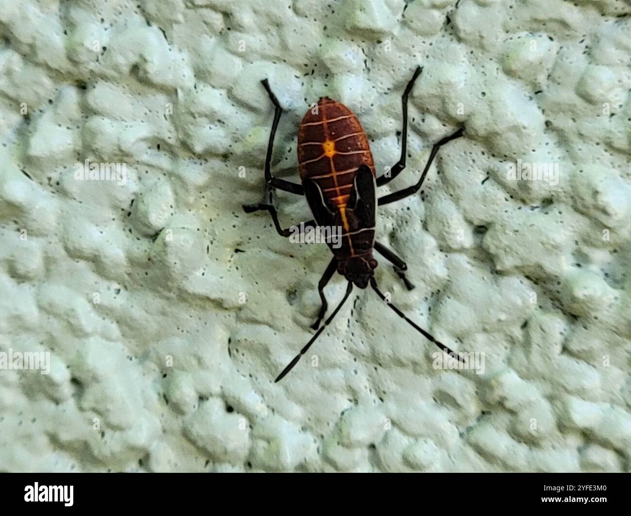 Western Boxelder Bug (Boisea rubrolineata Stock Photo - Alamy