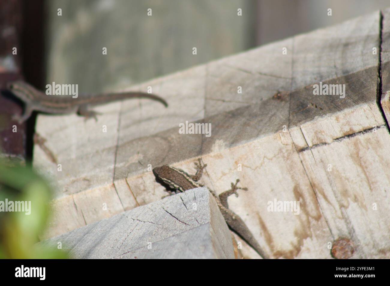 Common Dwarf Gecko (Lygodactylus capensis Stock Photo - Alamy