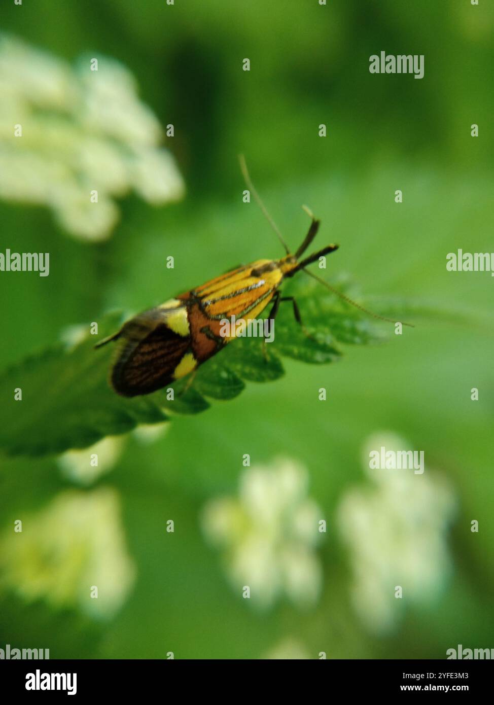 Common Tubic (Alabonia geoffrella Stock Photo - Alamy