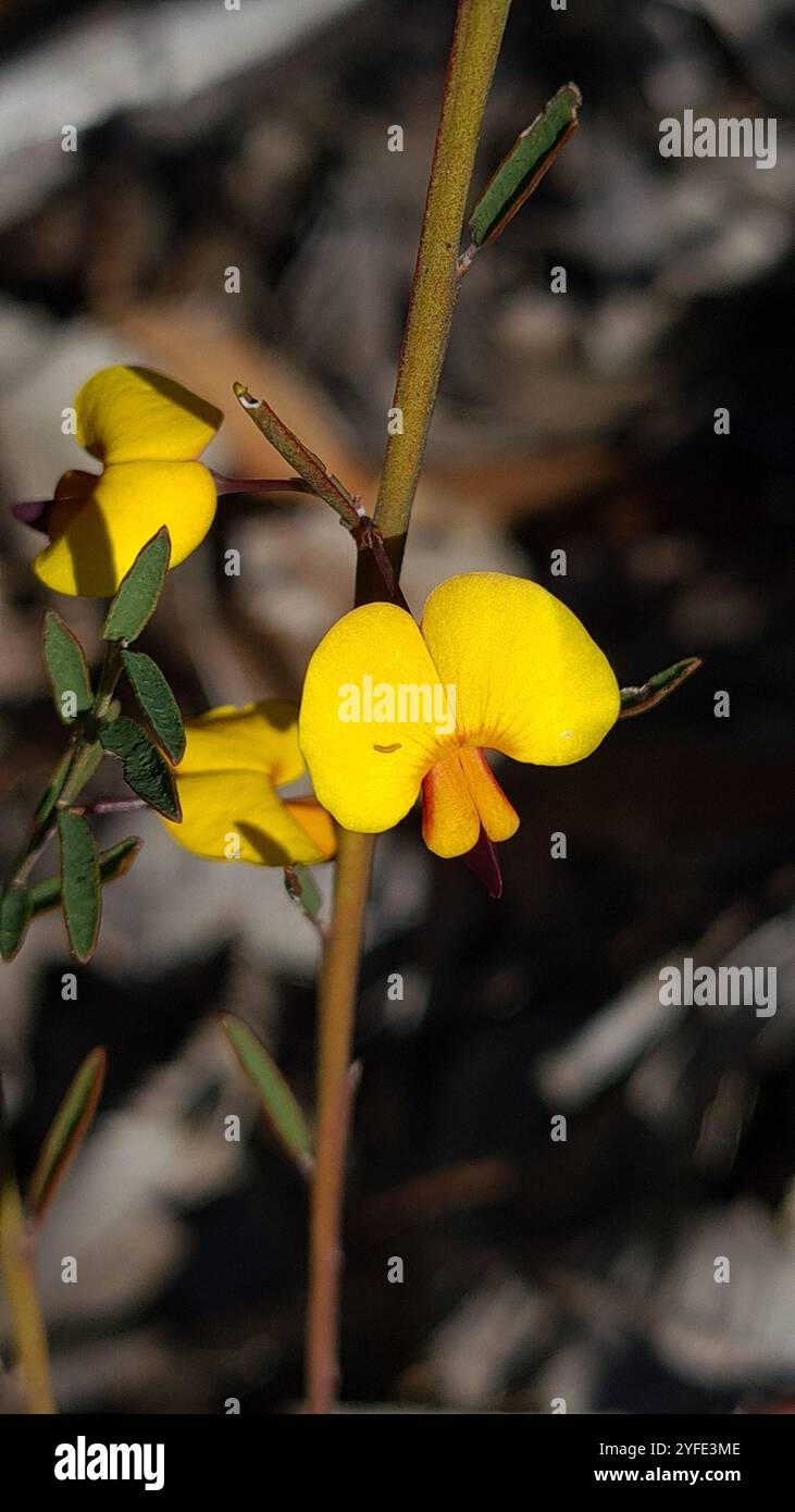 Bossiaea heterophylla hi-res stock photography and images - Alamy