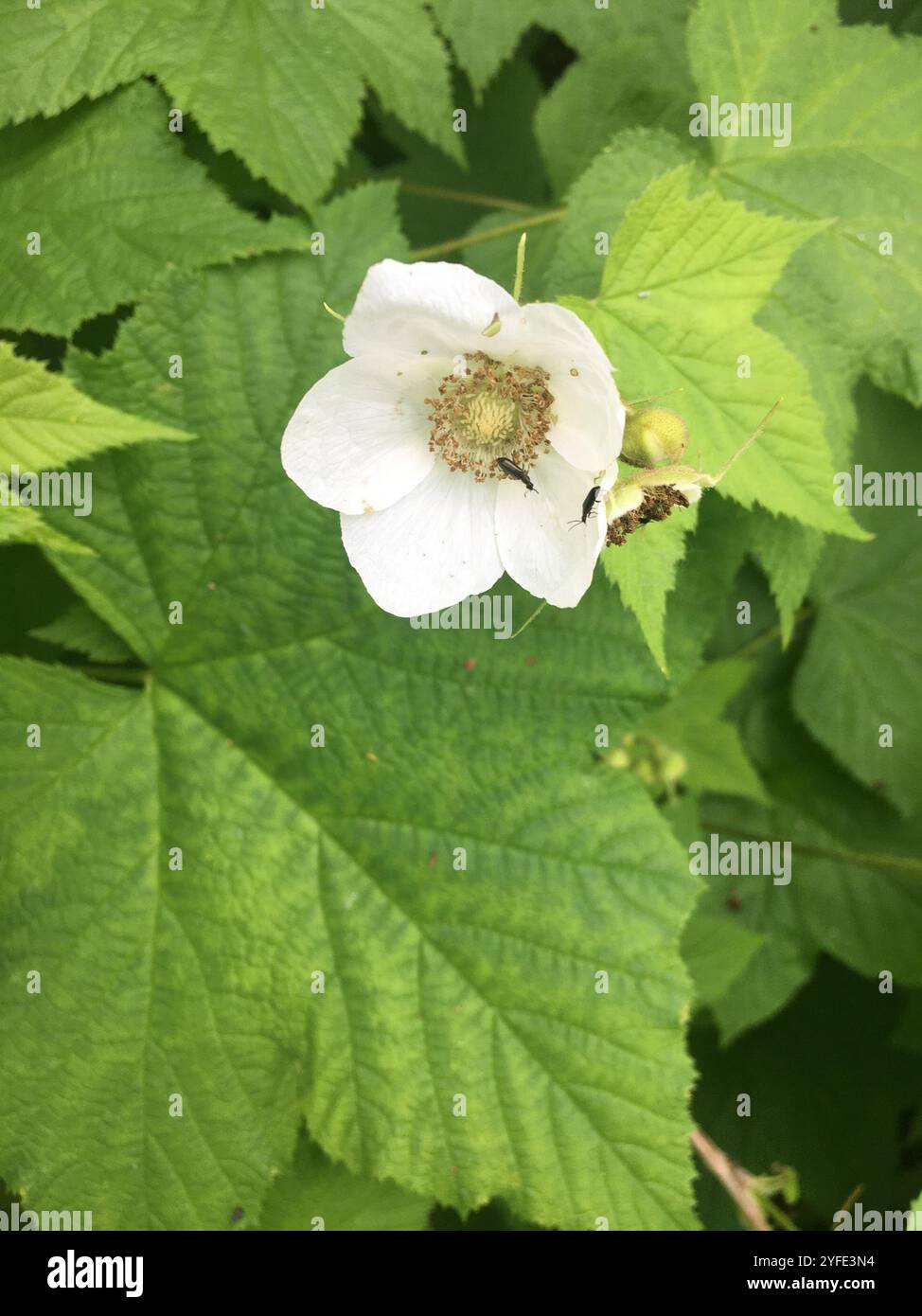thimbleberry (Rubus parviflorus Stock Photo - Alamy
