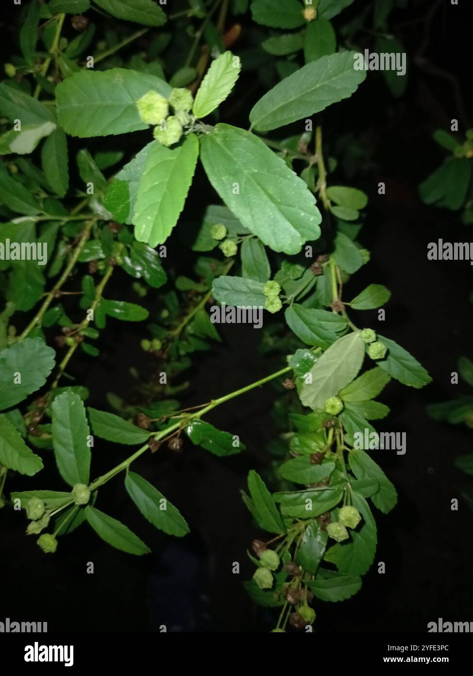 Cuban jute (Sida rhombifolia Stock Photo - Alamy