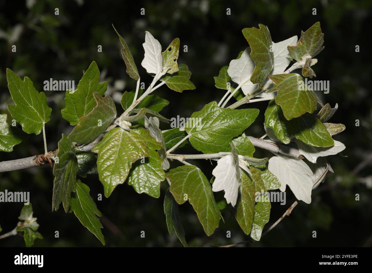 white poplar (Populus alba Stock Photo - Alamy