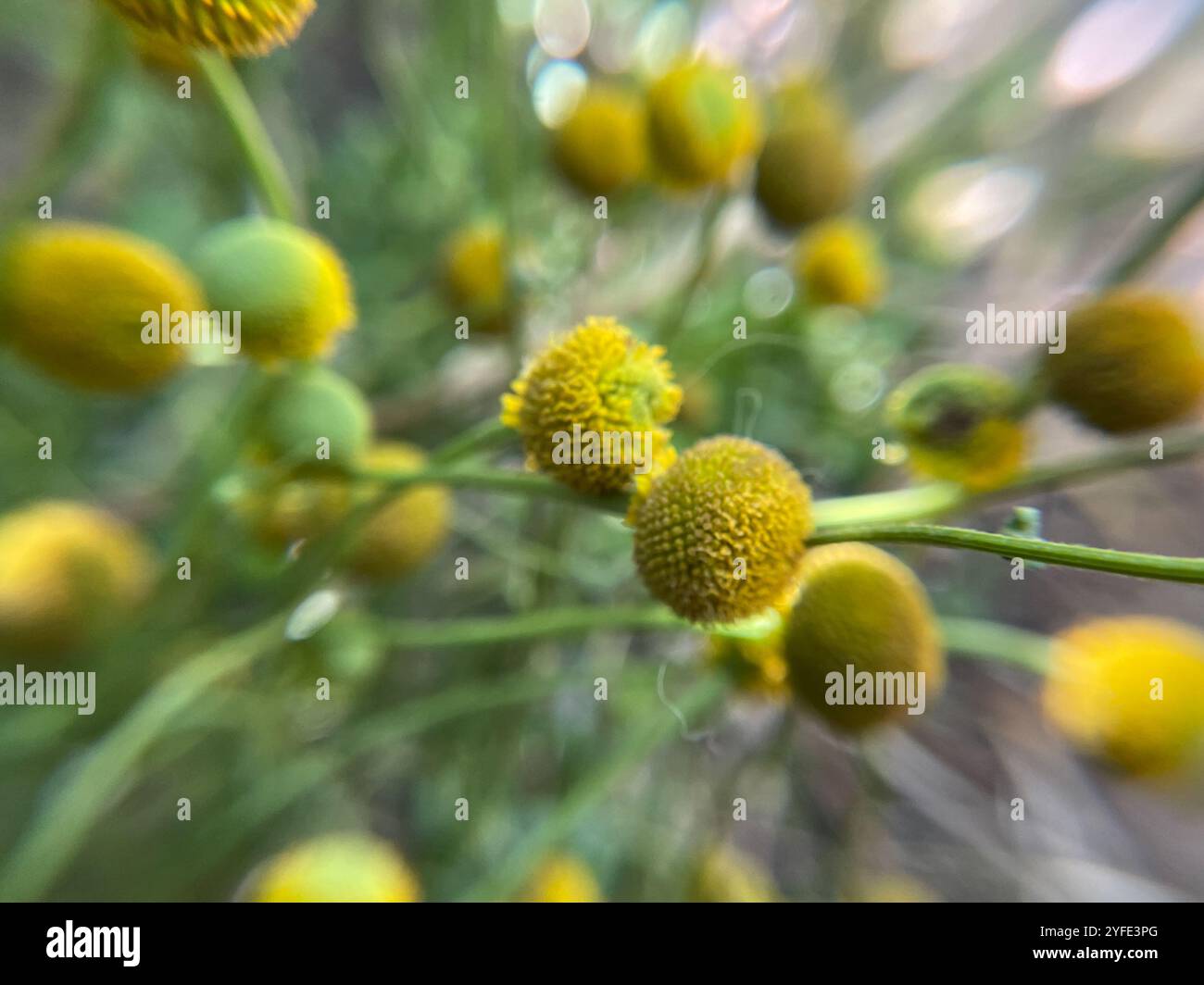 Rosilla hi-res stock photography and images - Alamy