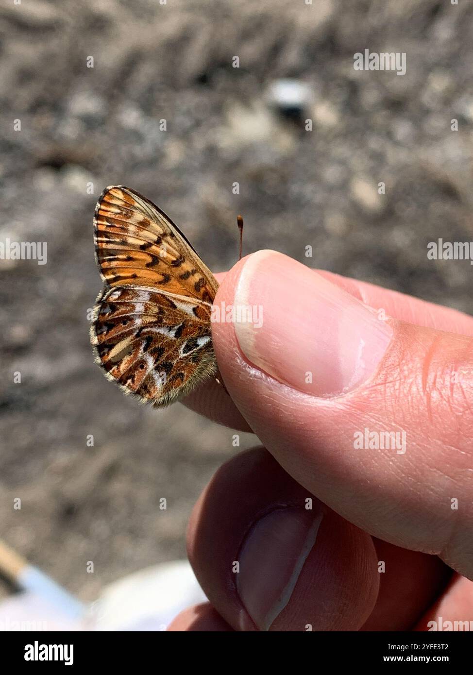 Freija fritillary hi-res stock photography and images - Alamy
