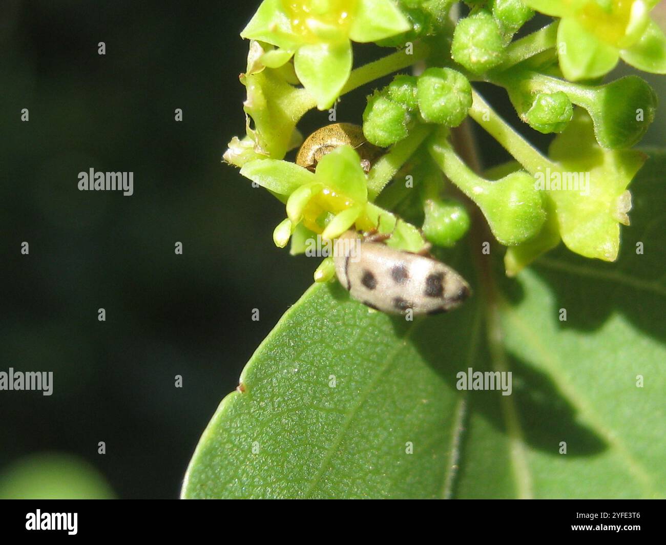 buffalo-thorn (Ziziphus mucronata Stock Photo - Alamy