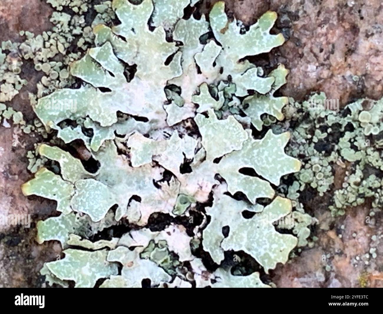 shield lichen (Parmelia sulcata Stock Photo - Alamy