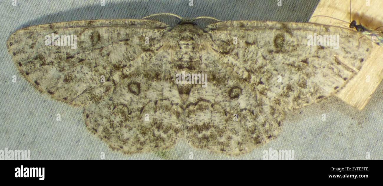 Umber Moth (Hypomecis umbrosaria Stock Photo - Alamy