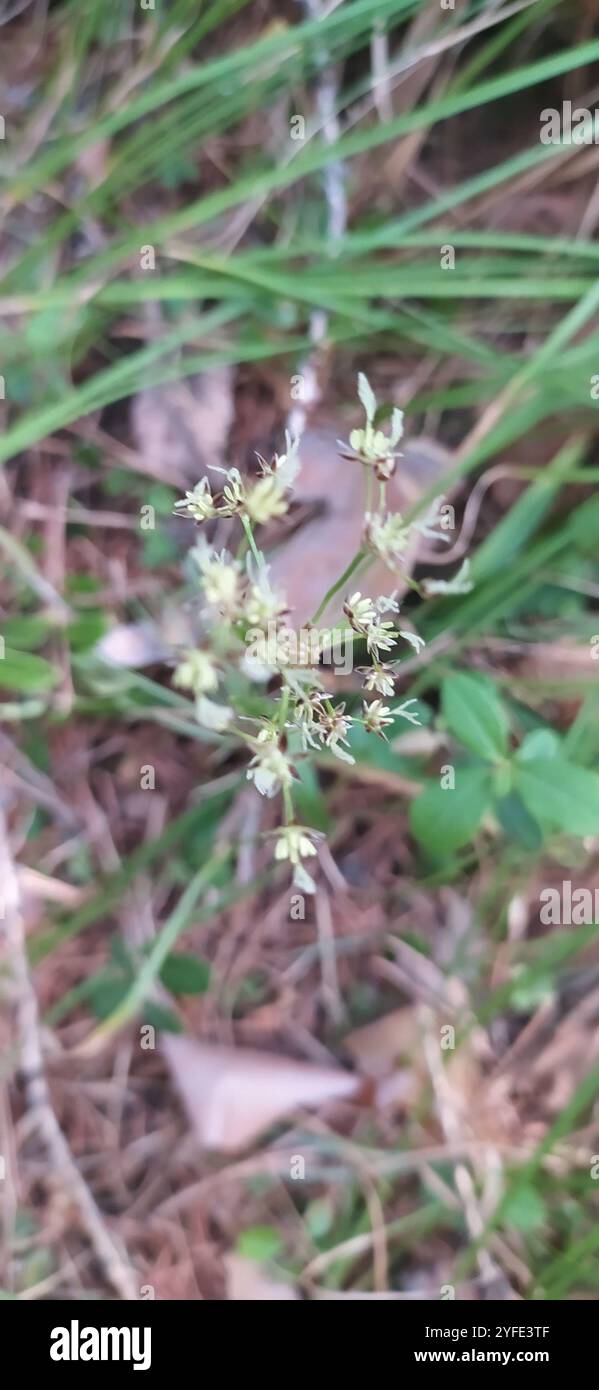 Hairy Woodrush (Luzula pilosa Stock Photo - Alamy