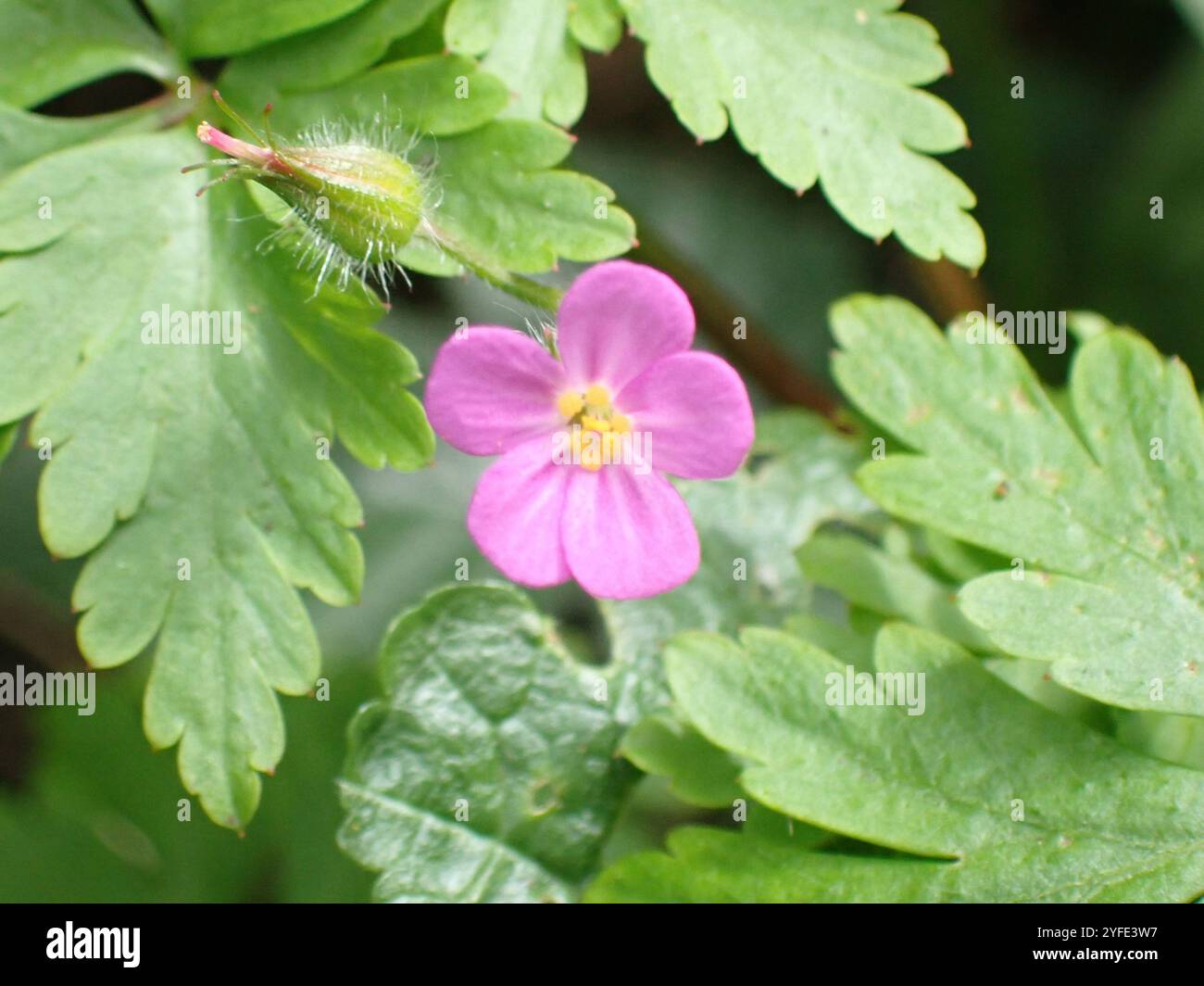 Little-Robin (Geranium purpureum Stock Photo - Alamy