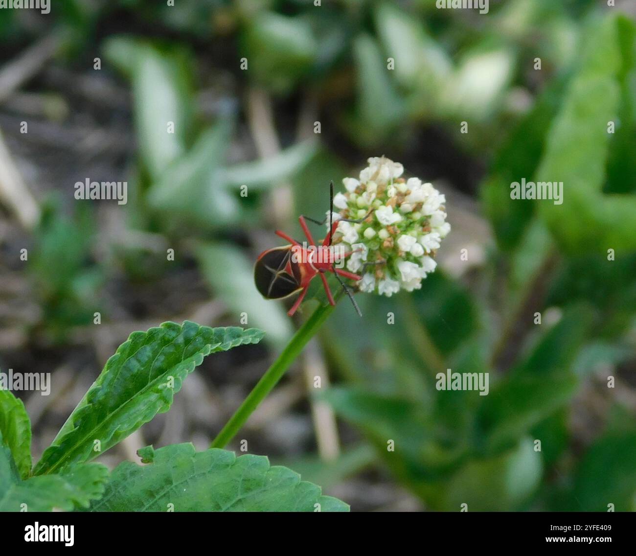 Dysdercus suturellus hi-res stock photography and images - Alamy