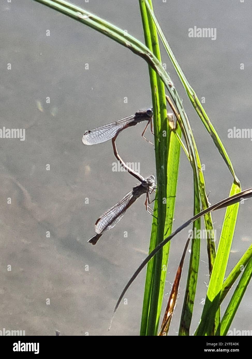 Siberian Winter Damsel (Sympecma paedisca Stock Photo - Alamy