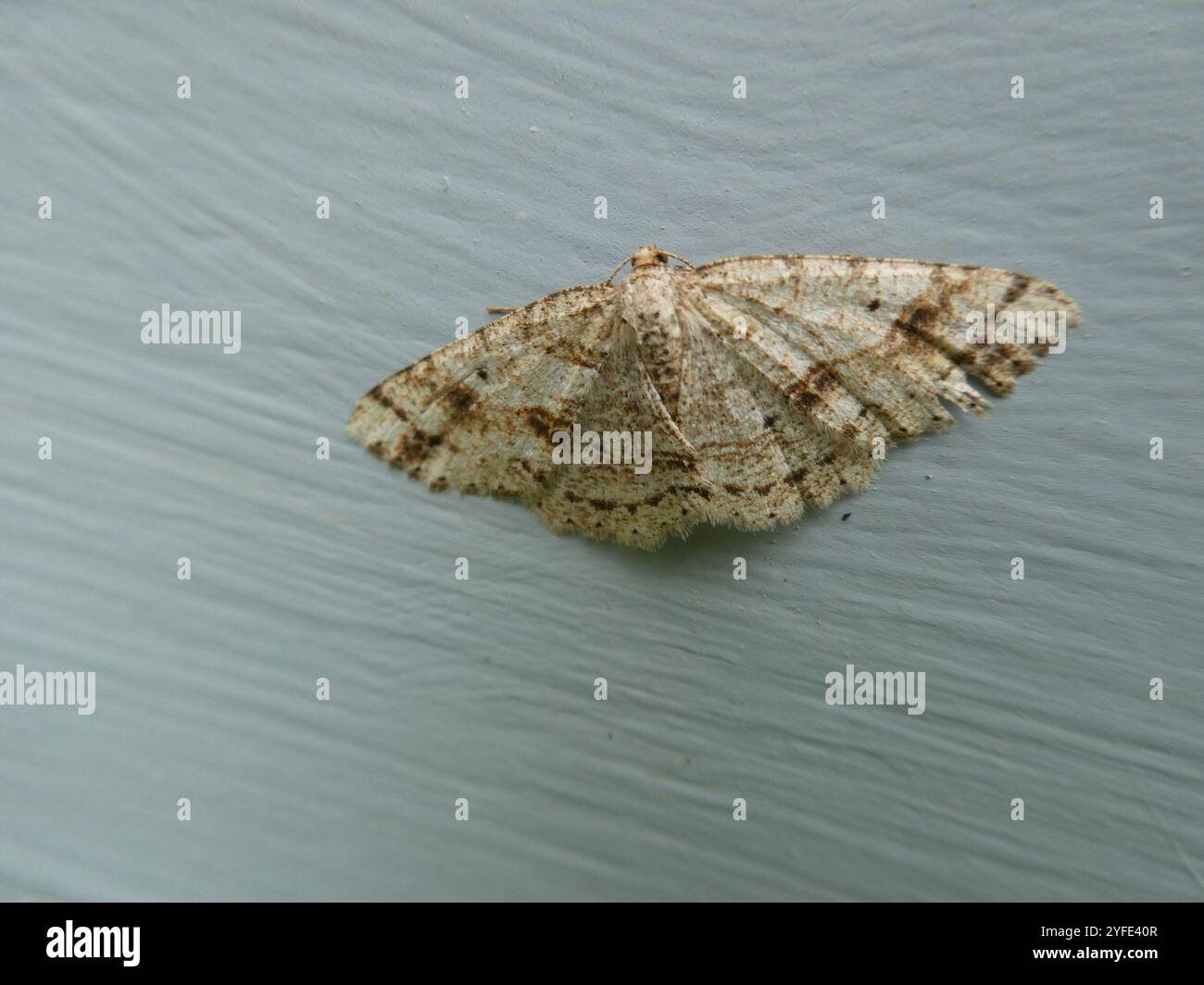 Signate melanolophia moth hi-res stock photography and images - Alamy