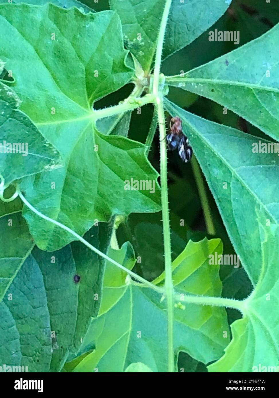 Common Picture-winged Fly (Delphinia picta Stock Photo - Alamy