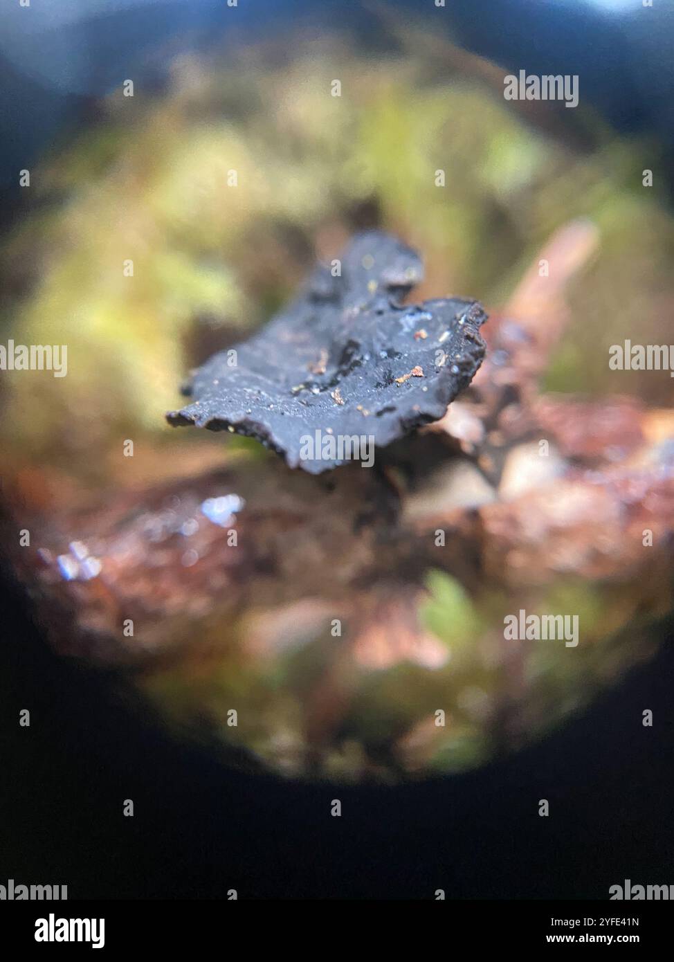 Plectania hi-res stock photography and images - Alamy