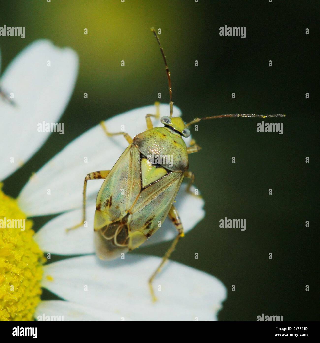 Lygus bugs hi-res stock photography and images - Alamy