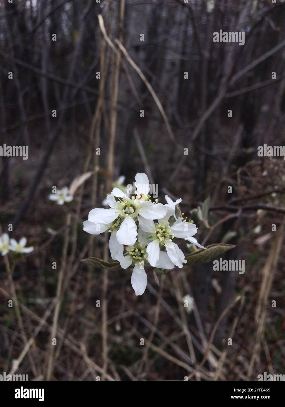 Running Serviceberry (Amelanchier stolonifera Stock Photo - Alamy