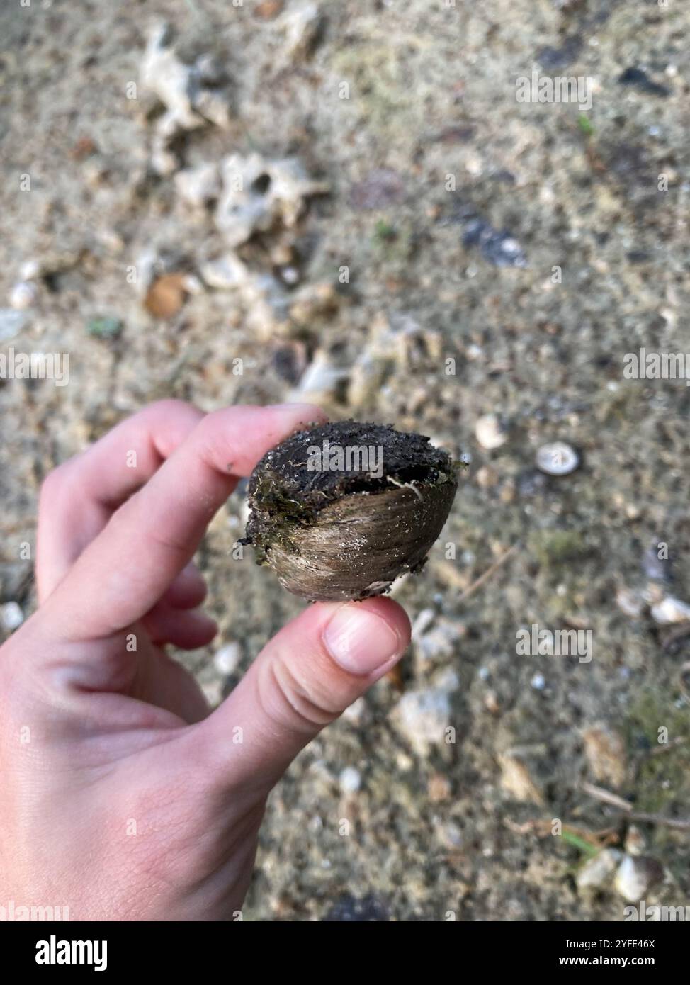 Florida Spike (Elliptio jayensis Stock Photo - Alamy