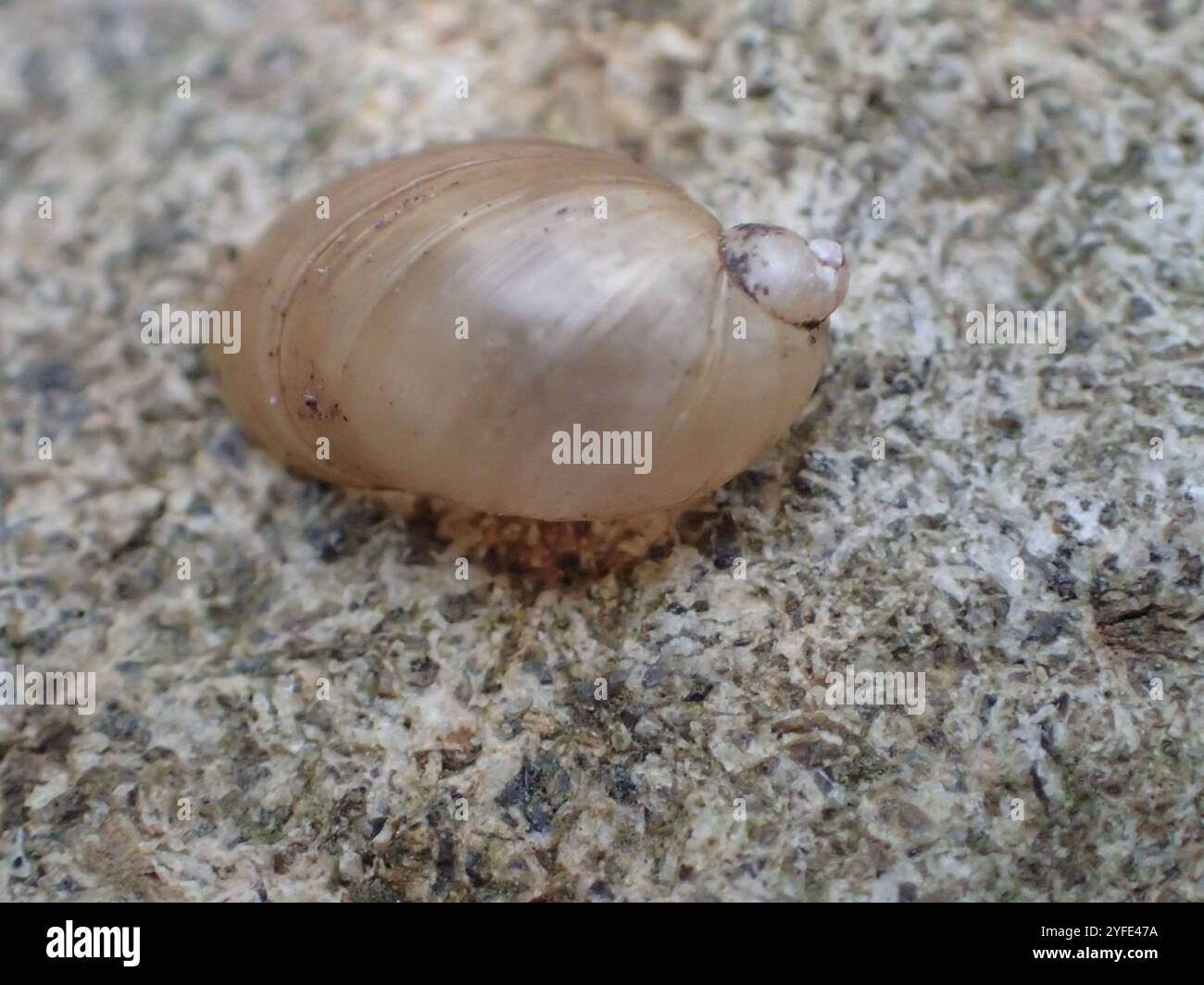 Amber Snails (Succineidae Stock Photo - Alamy