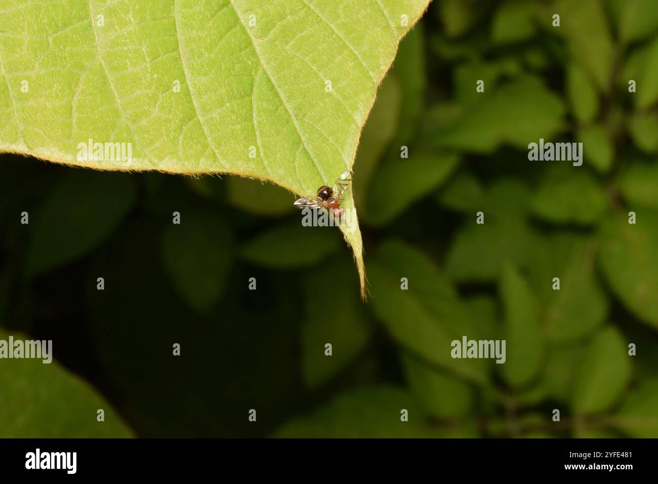 Fruit Flies (Tephritidae Stock Photo - Alamy