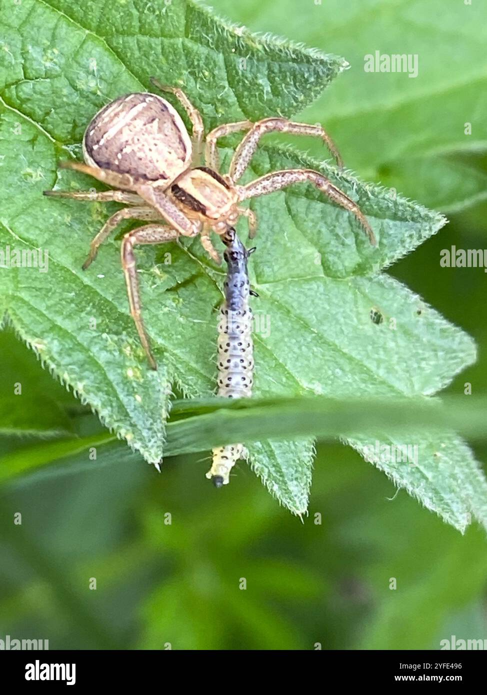 Swamp Crab Spider (Xysticus ulmi Stock Photo - Alamy