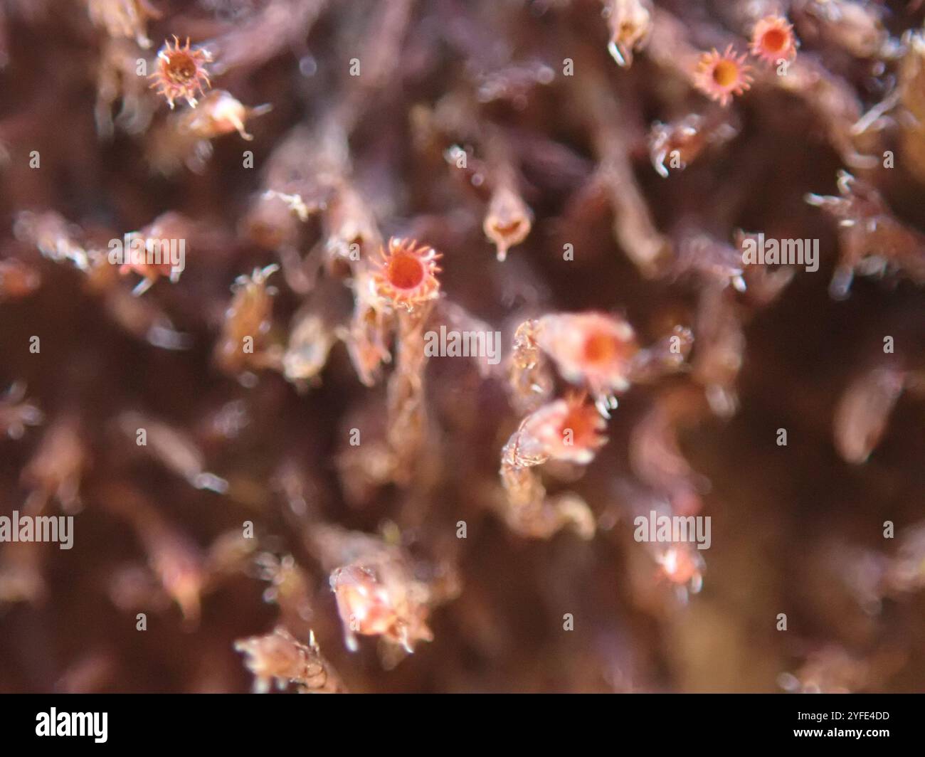 Schistidium papillosum hi-res stock photography and images - Alamy