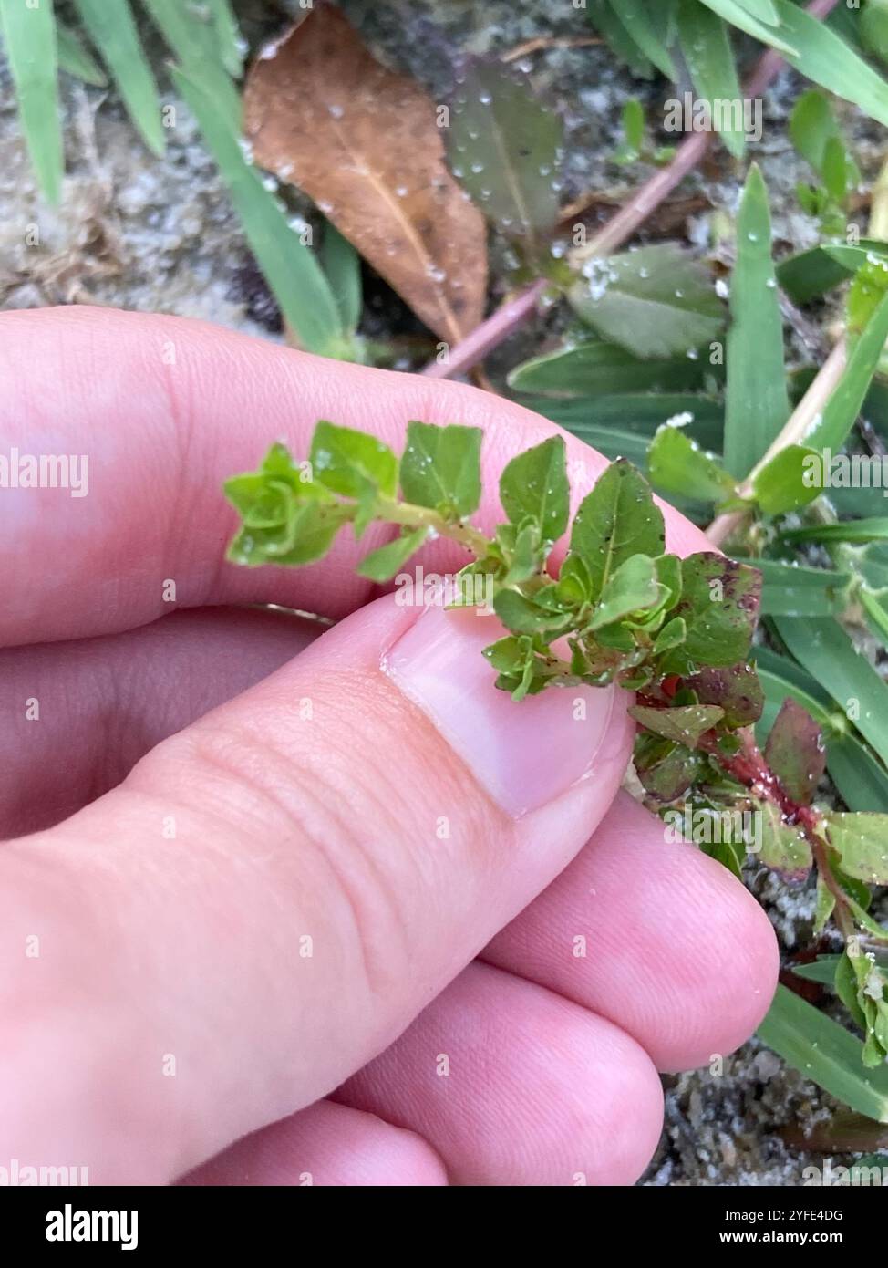 Smallfruit Primrose-Willow (Ludwigia microcarpa Stock Photo - Alamy