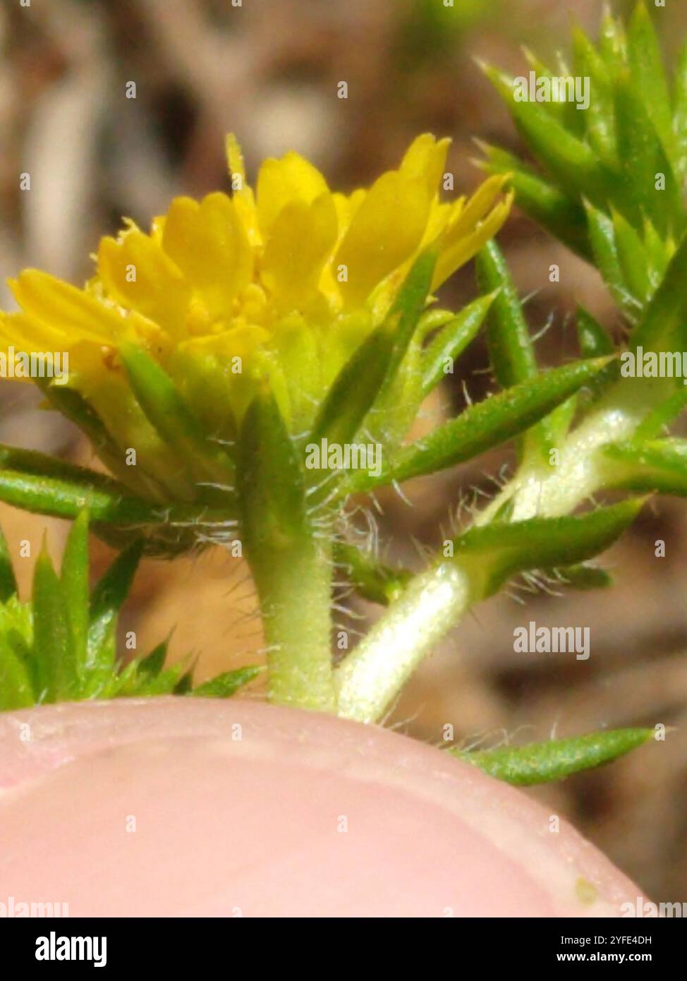 smooth tarplant (Centromadia pungens laevis Stock Photo - Alamy