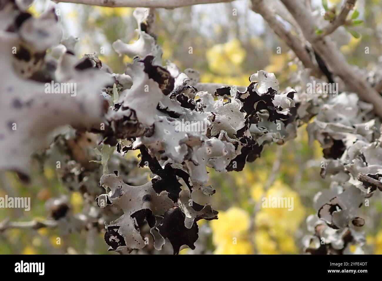 Karoo rhigozum hi-res stock photography and images - Alamy