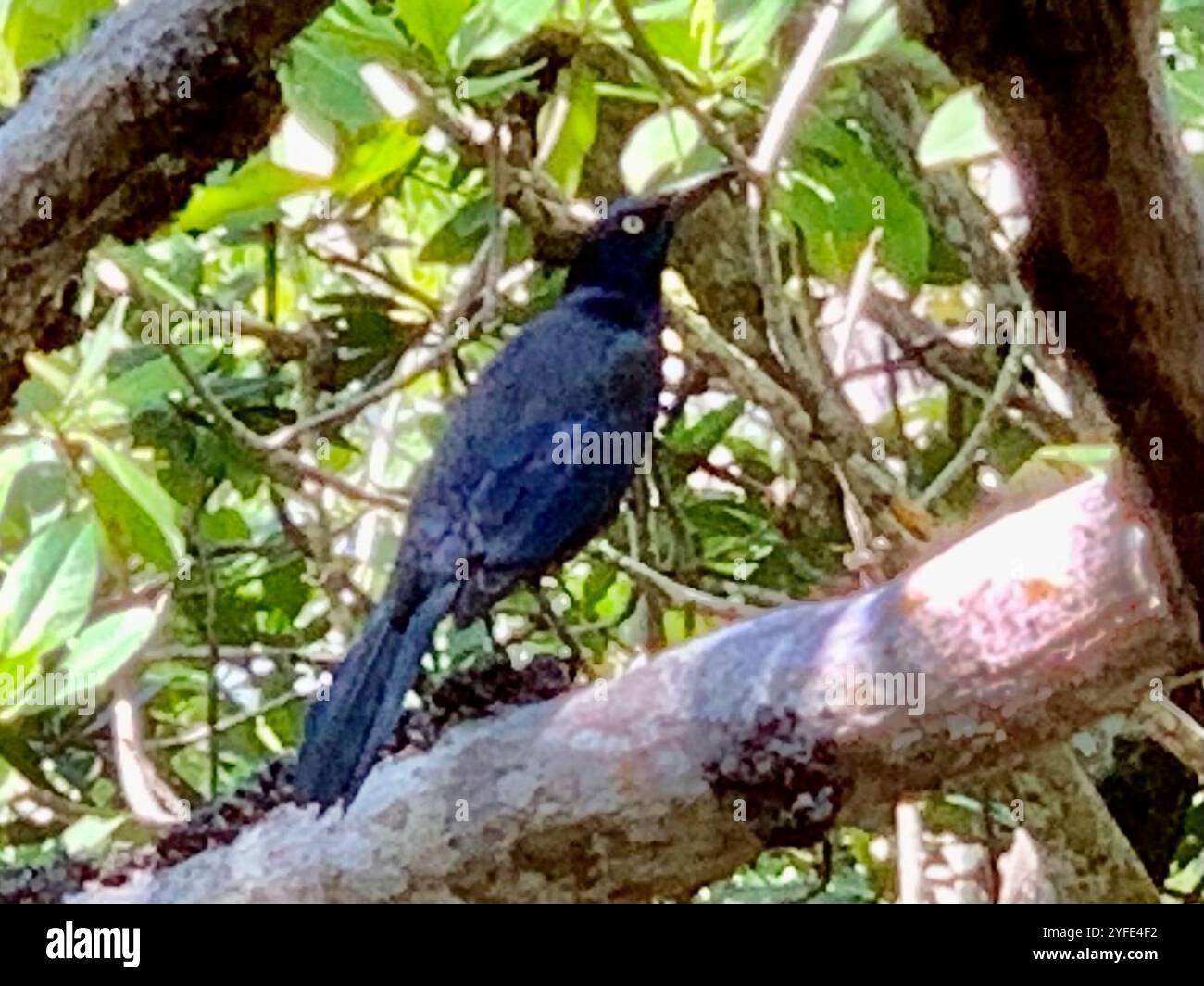 Common Grackle (Quiscalus quiscula Stock Photo - Alamy