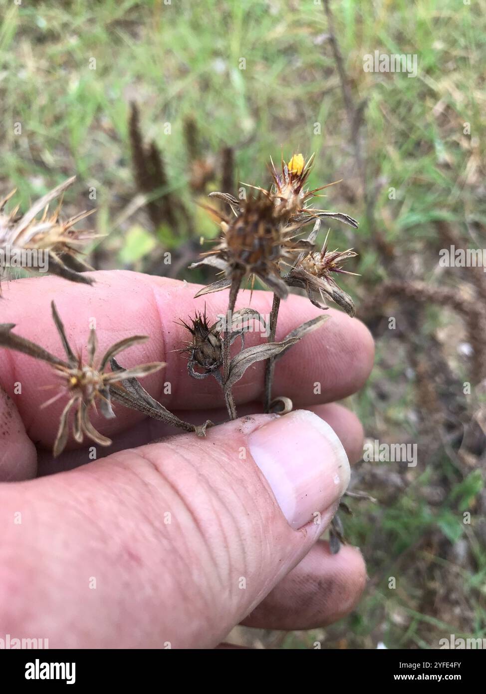 Maltese star-thistle (Centaurea melitensis Stock Photo - Alamy