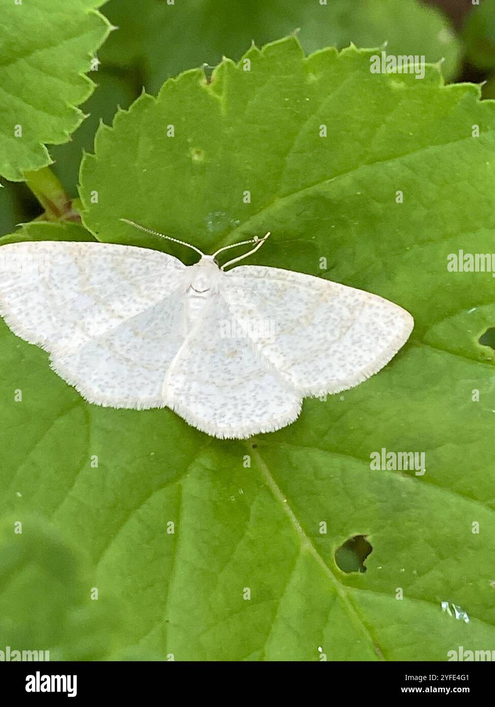 Northern Wave Moth (Cabera exanthemata Stock Photo - Alamy