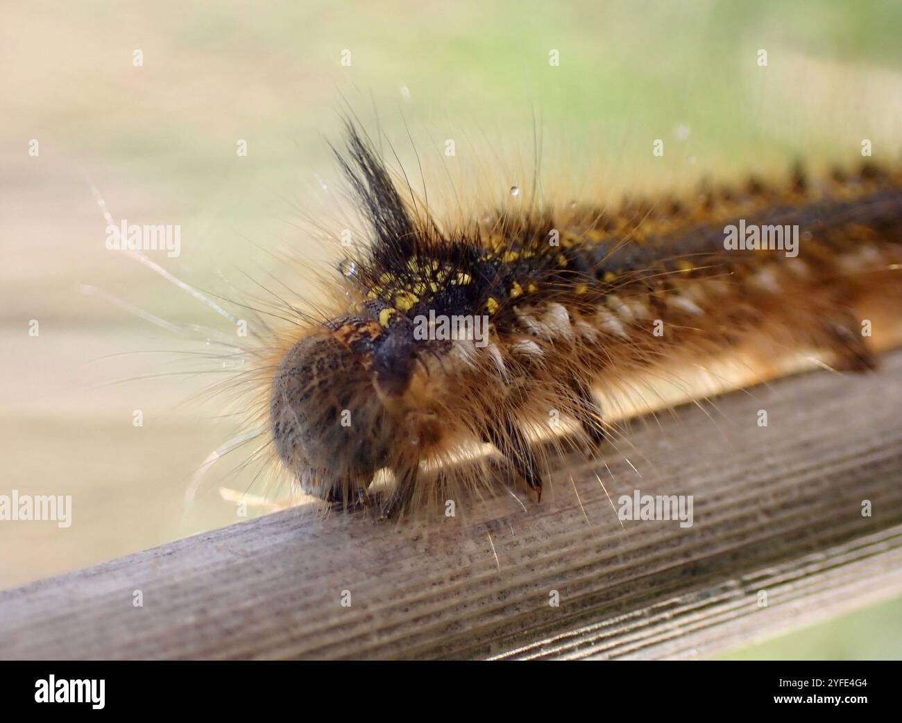 Drinker Moth (Euthrix potatoria Stock Photo - Alamy