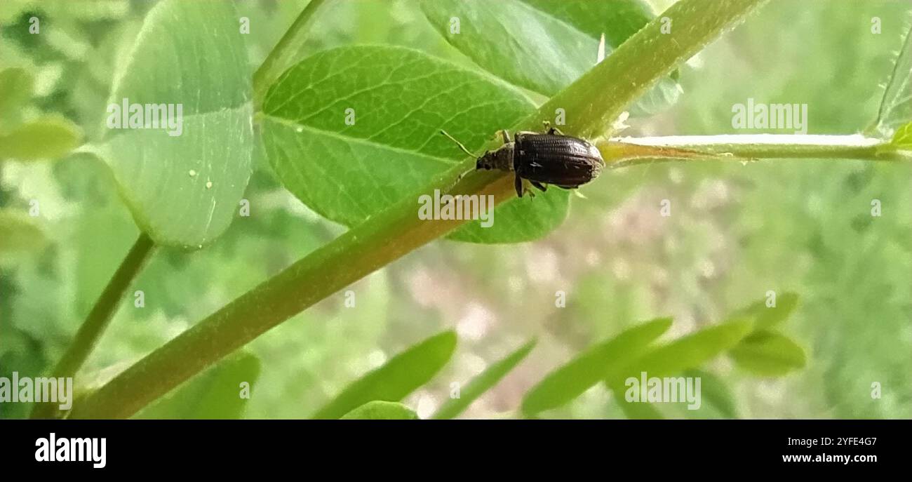 Common Leaf Weevil (Phyllobius pyri Stock Photo - Alamy