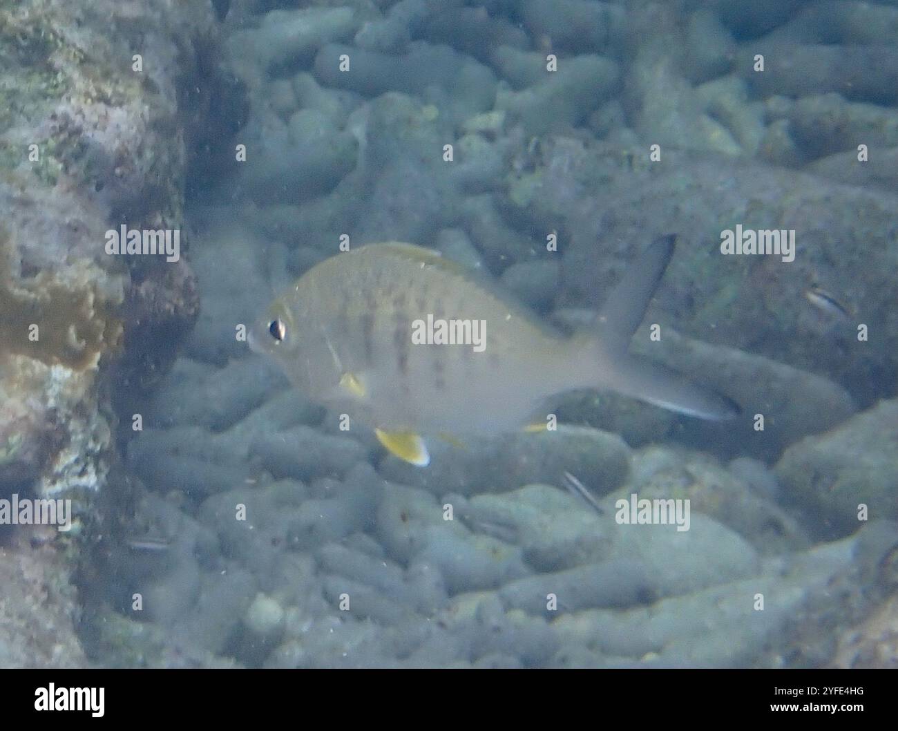 Yellowfin Mojarra (Gerres cinereus Stock Photo - Alamy