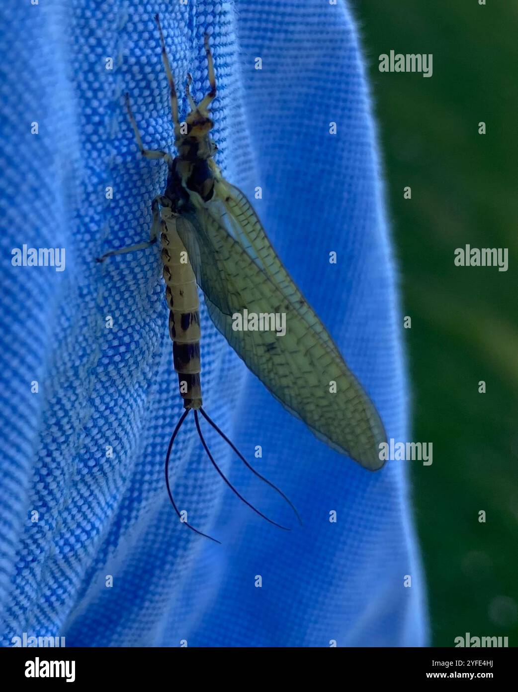 European Green Drake (Ephemera danica Stock Photo - Alamy