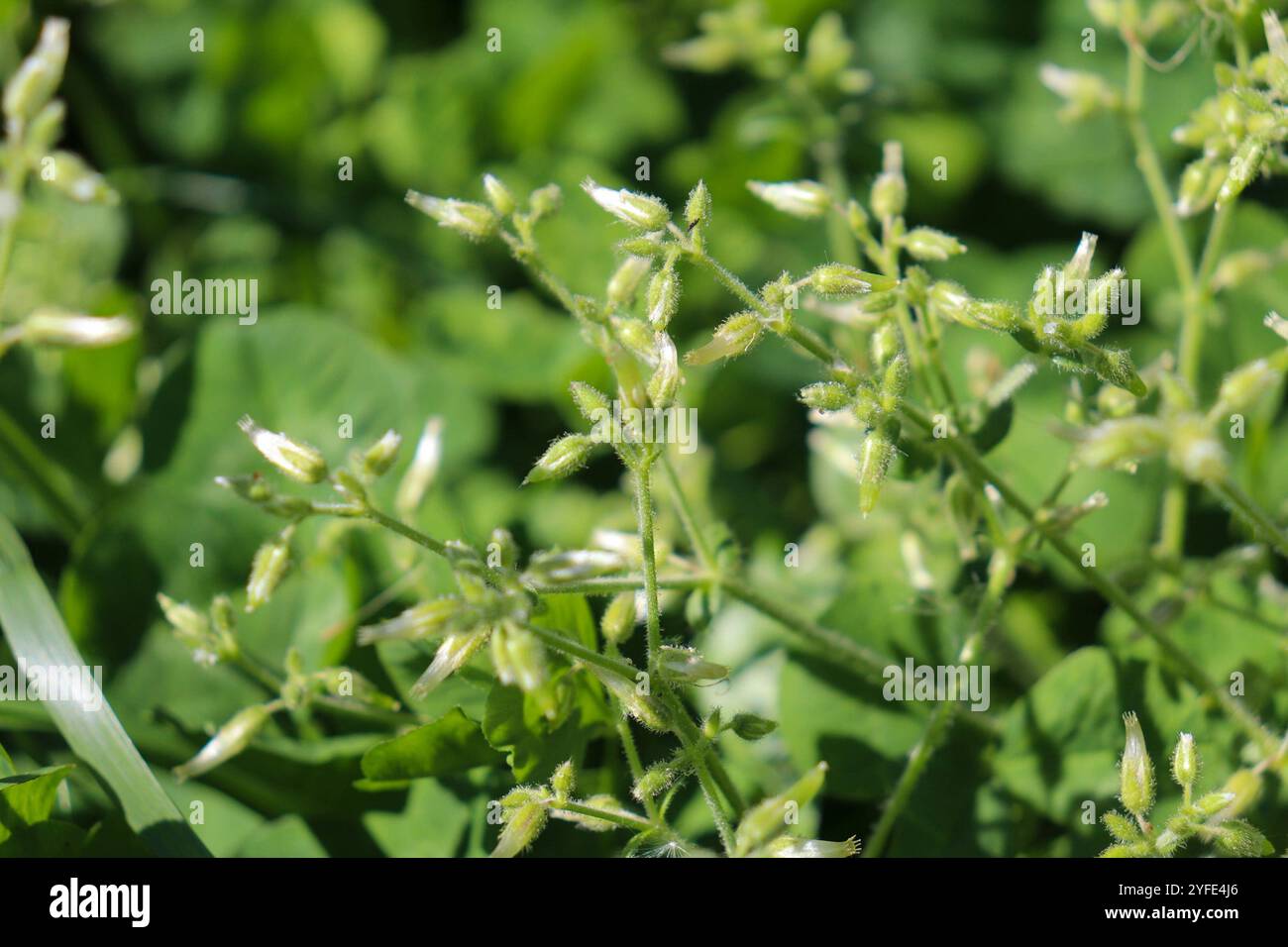 Sticky mouse-ear chickweed (Cerastium glomeratum Stock Photo - Alamy