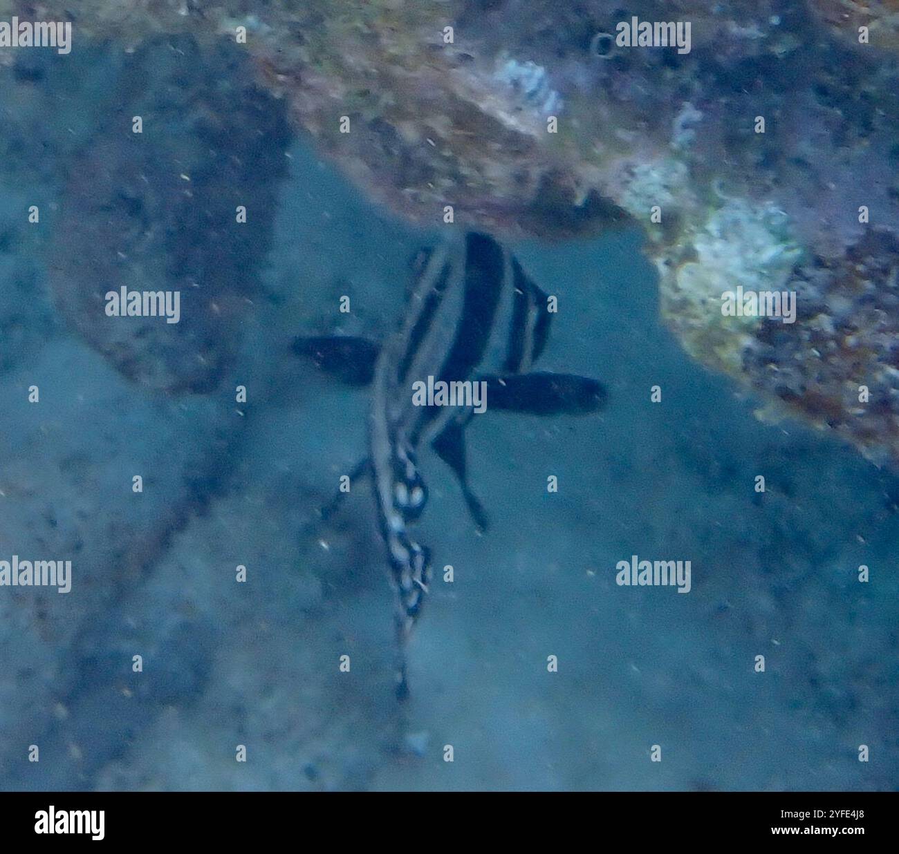 Spotted Drum (Eques punctatus Stock Photo - Alamy