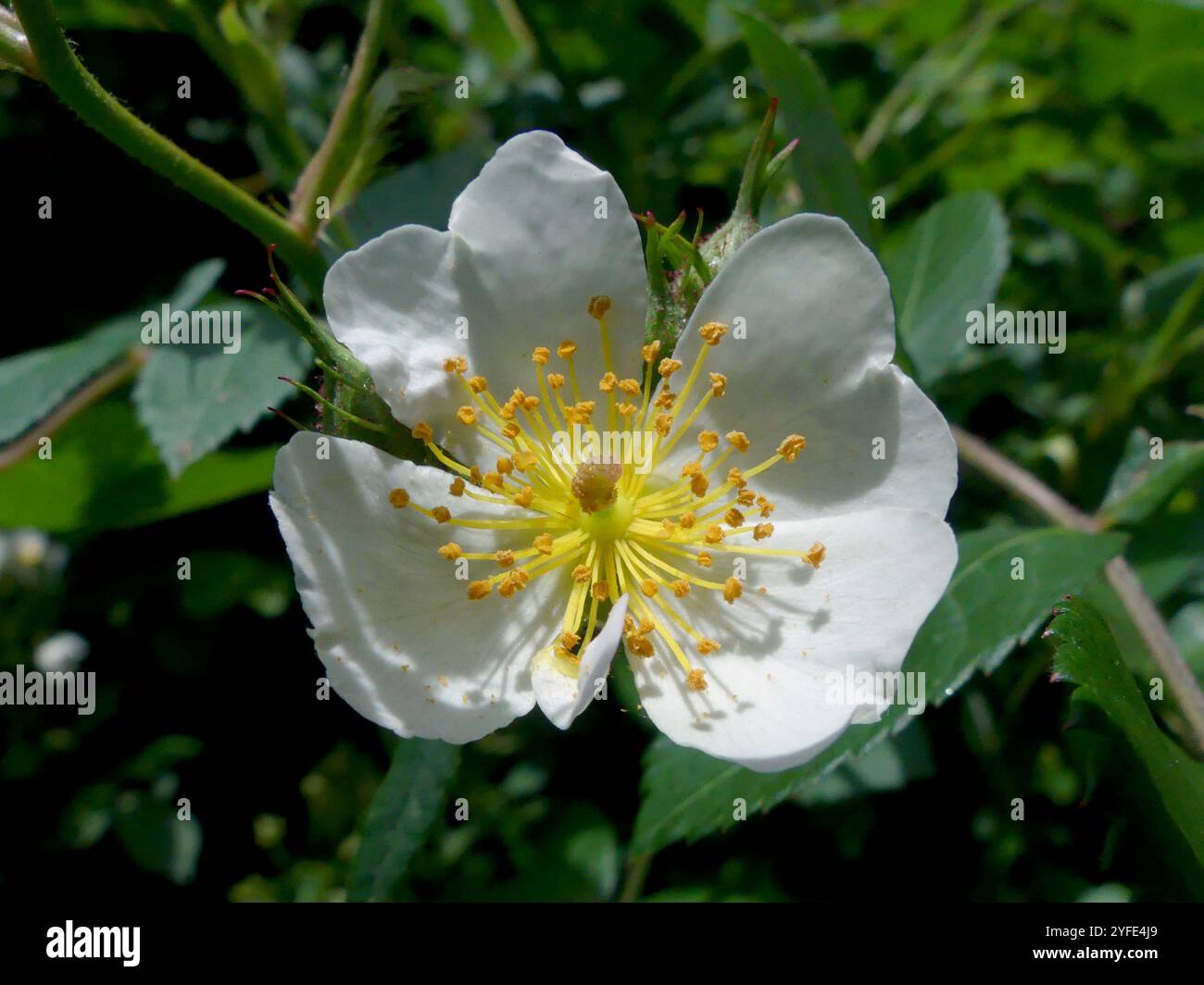 multiflora rose (Rosa multiflora Stock Photo - Alamy