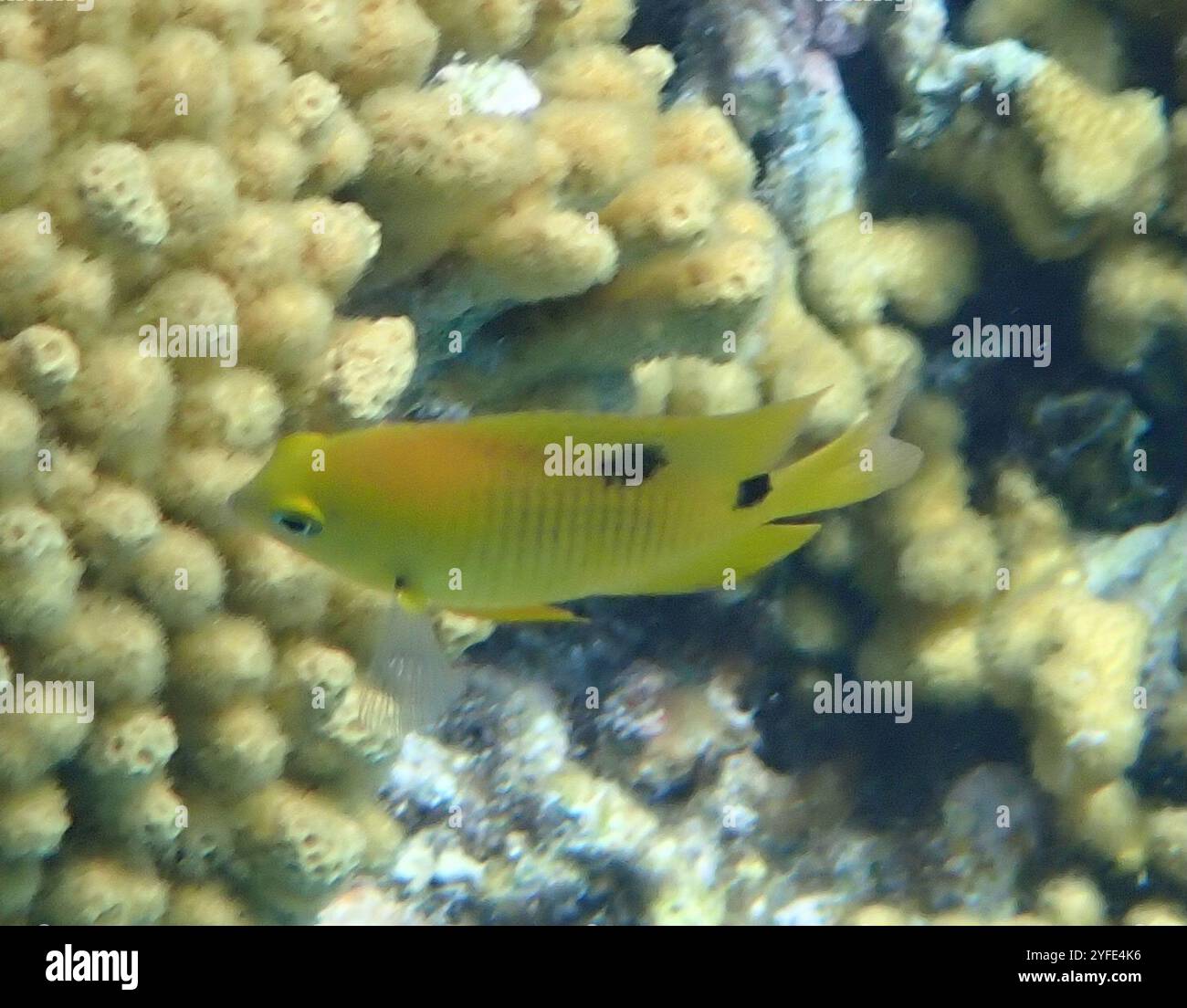 Threespot Damselfish (Stegastes planifrons Stock Photo - Alamy