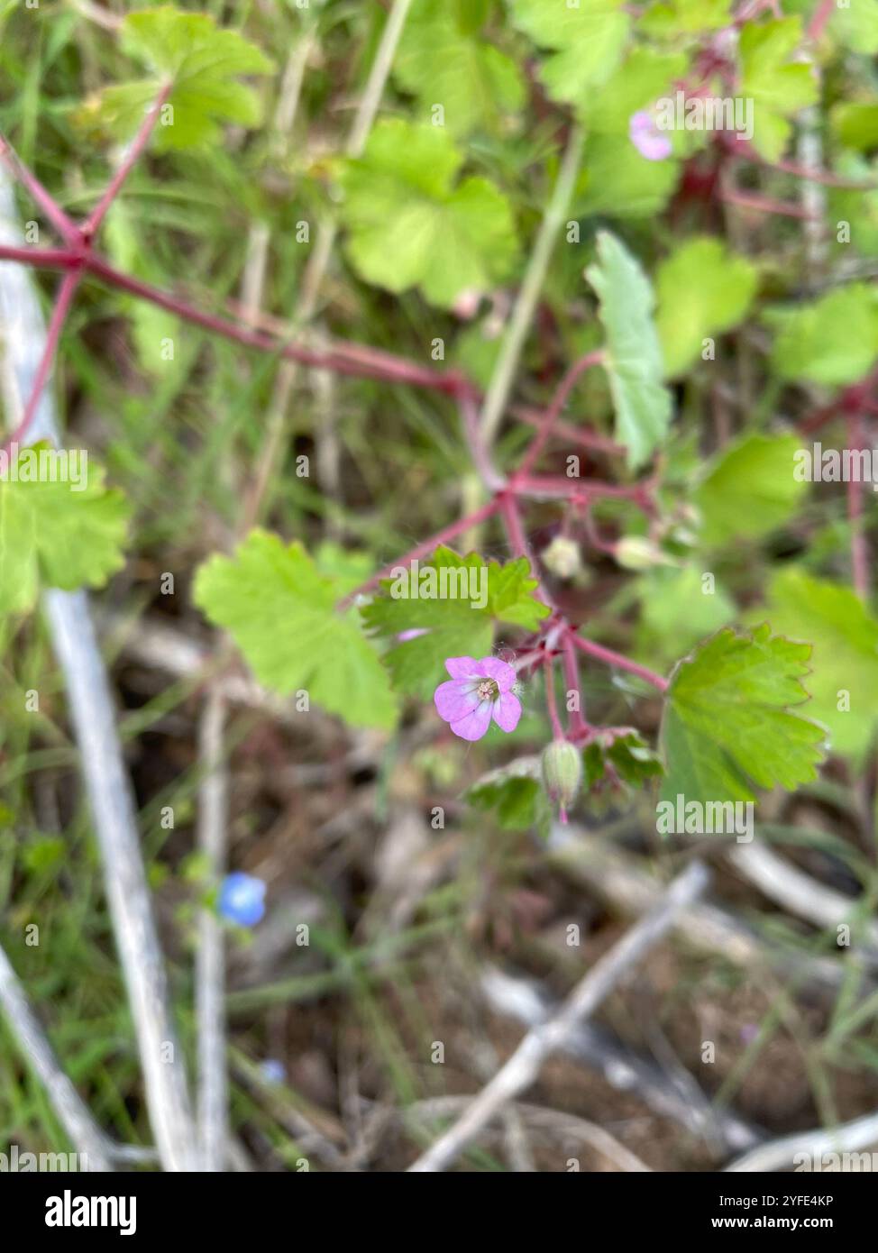 Round-leaved Crane's-bill (Geranium rotundifolium Stock Photo - Alamy