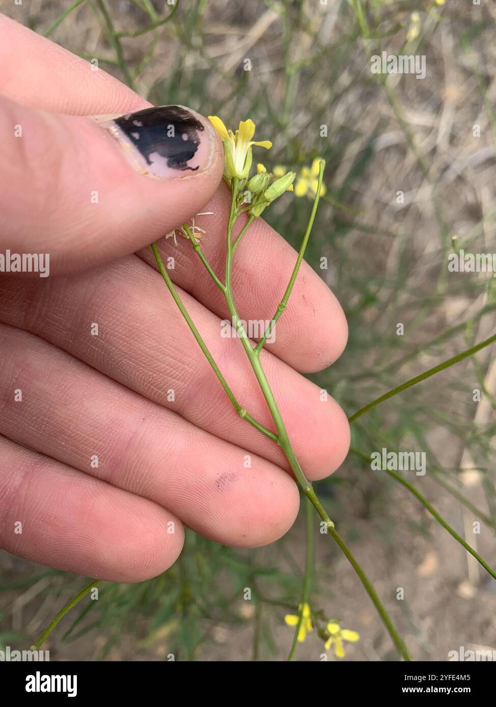 Tall Tumblemustard (Sisymbrium altissimum Stock Photo - Alamy