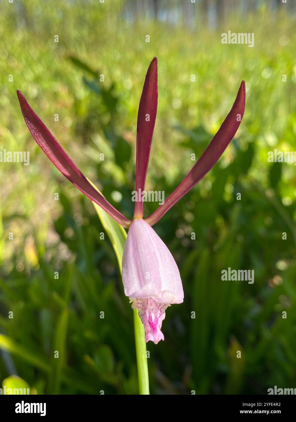 Small Coastal Plain Spreading Pogonia (Cleistesiopsis oricamporum Stock ...
