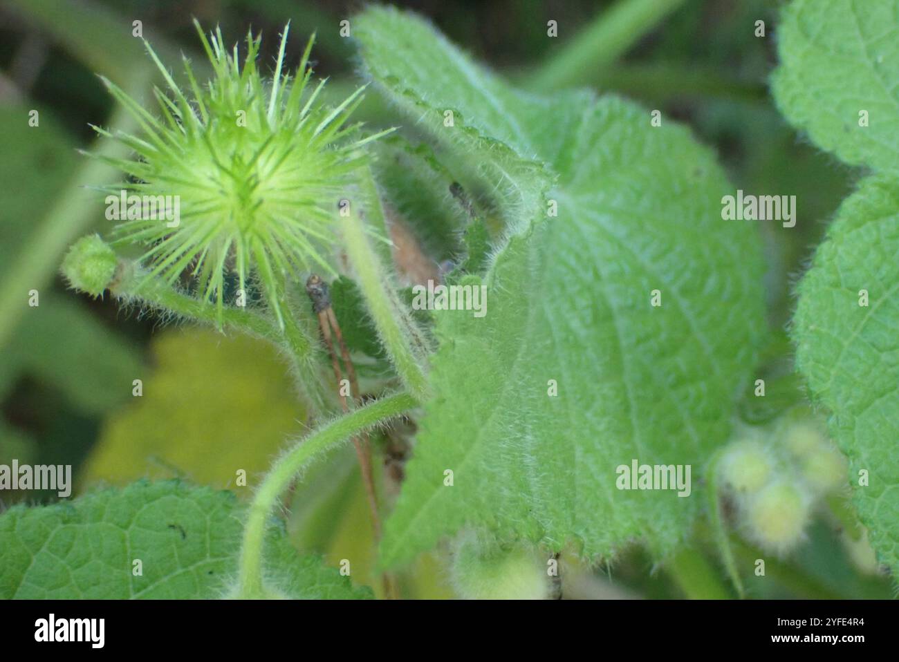 African hemp (Sparrmannia africana Stock Photo - Alamy