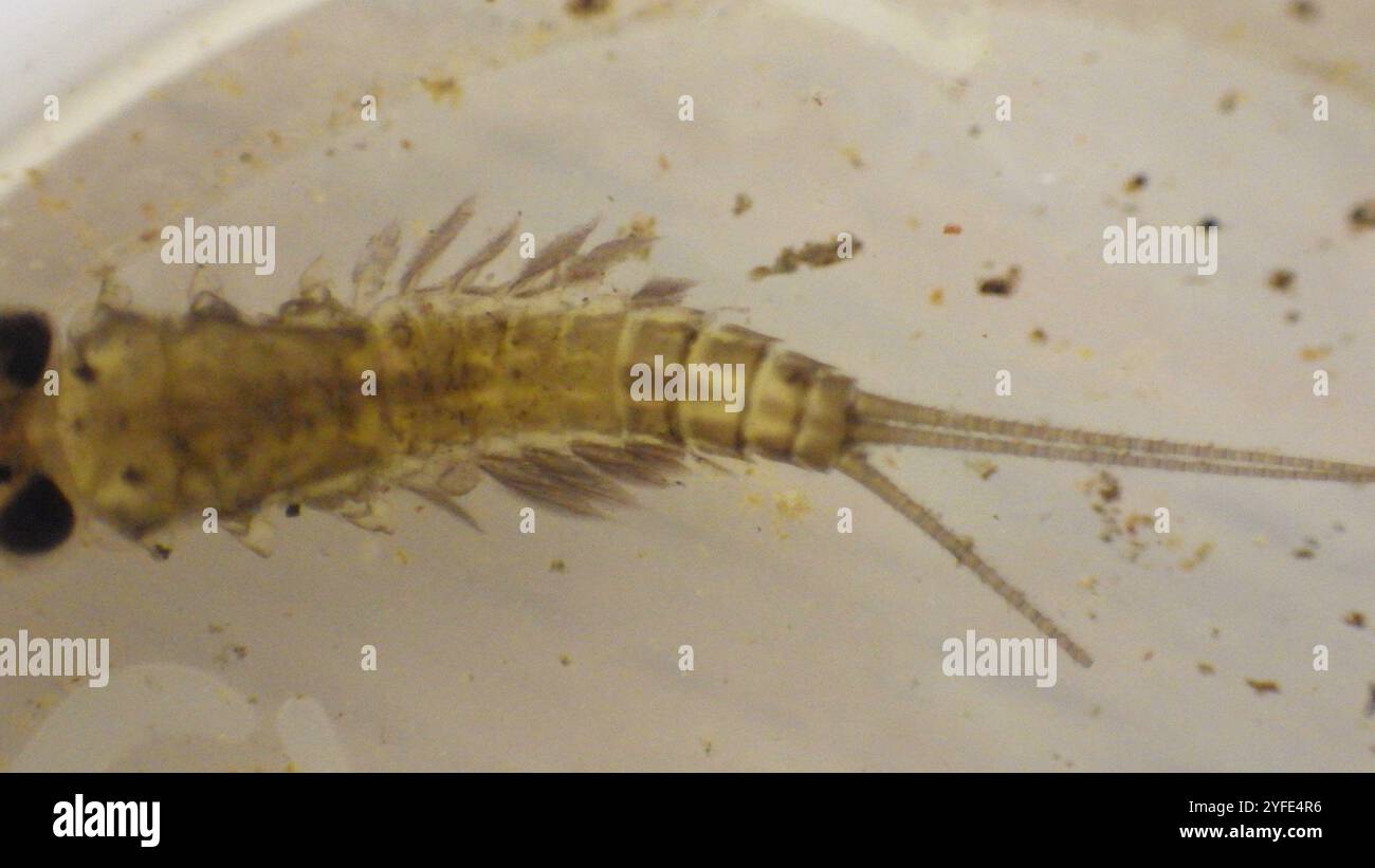 Orange Cahill (Stenacron interpunctatum Stock Photo - Alamy