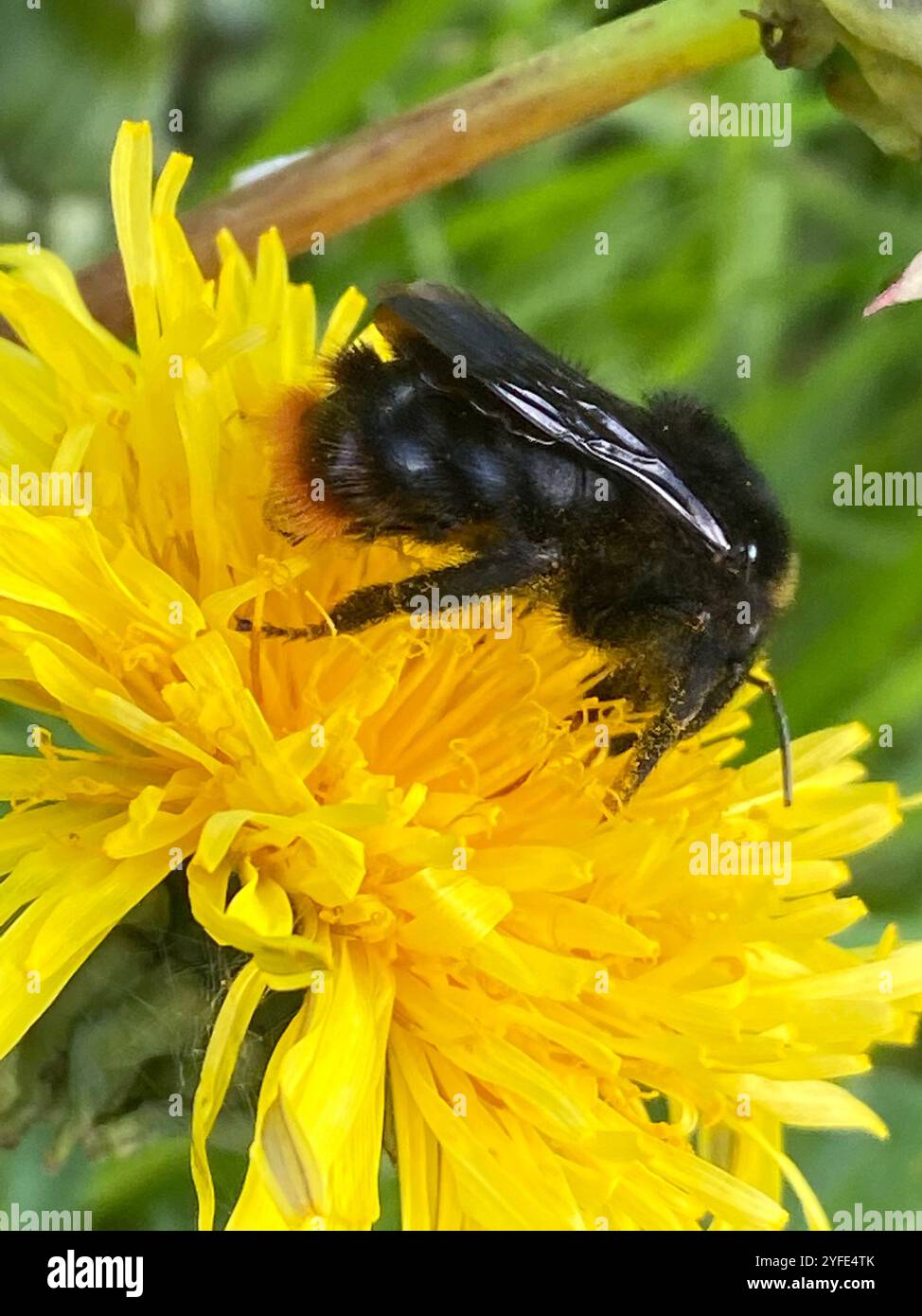 Hill Cuckoo Bumble bee (Bombus rupestris Stock Photo - Alamy
