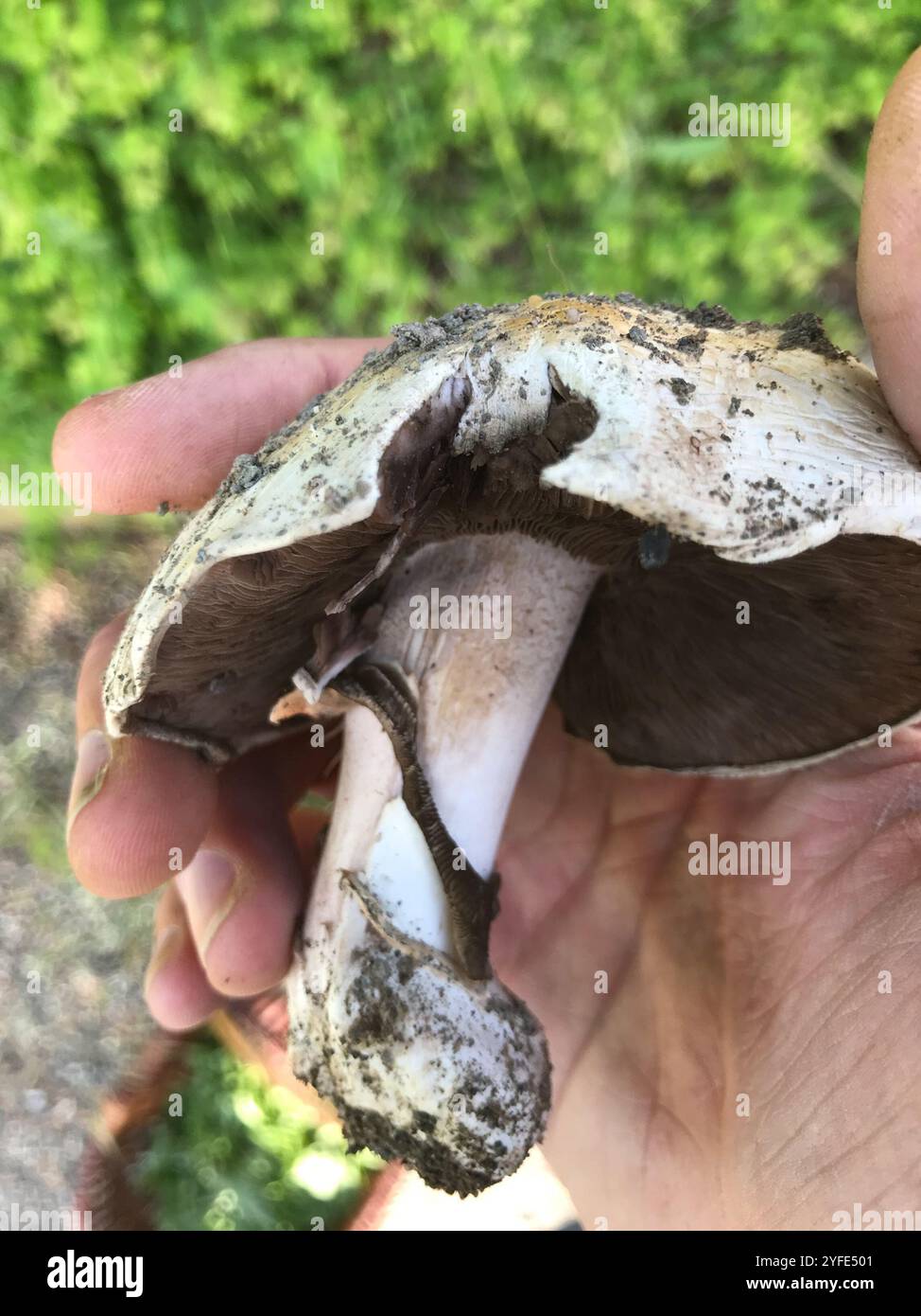 Yellow Stainer (Agaricus xanthodermus Stock Photo - Alamy