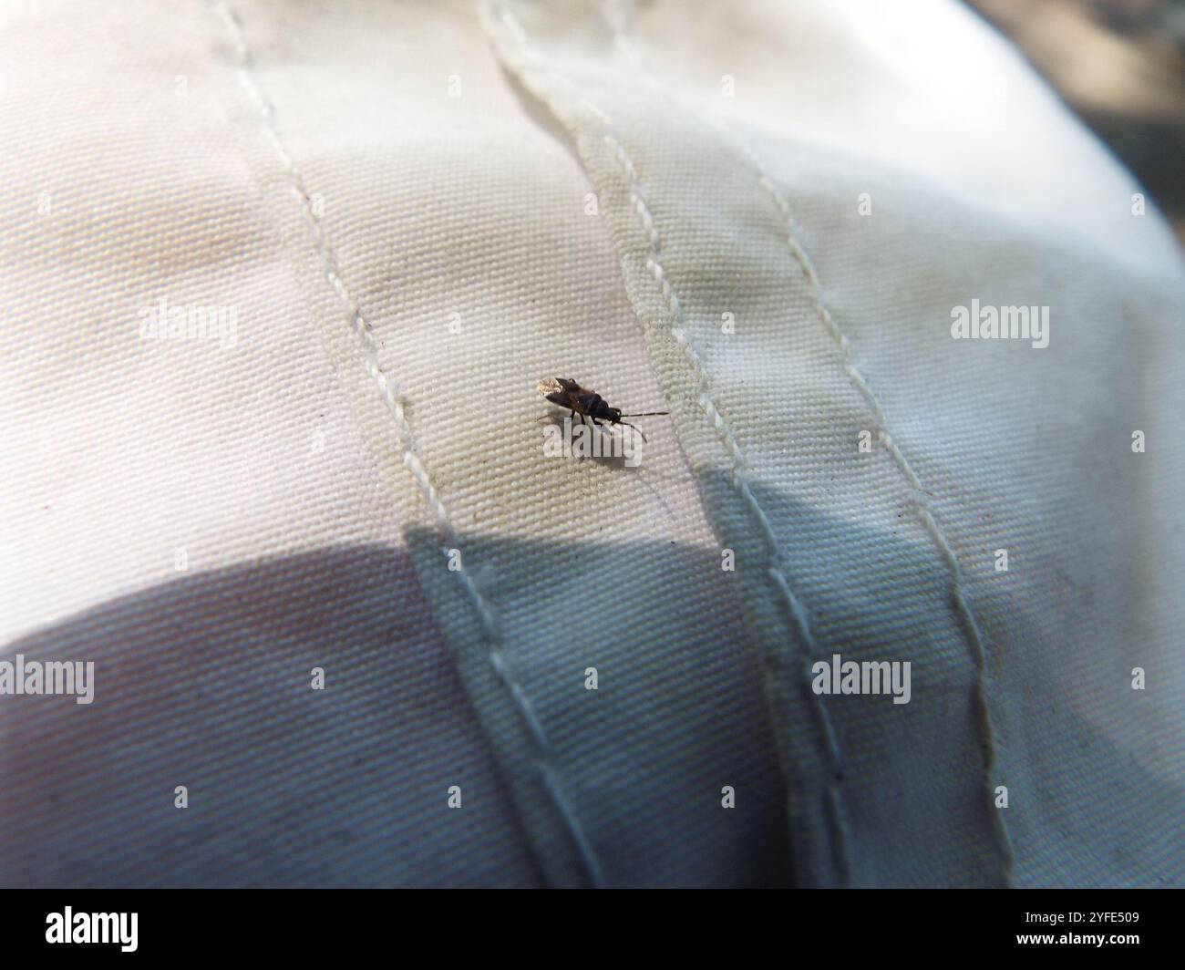 Minute pirate bugs (Anthocoridae Stock Photo - Alamy