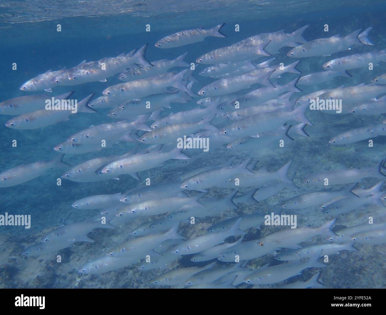 Common Mullets (Mugil Stock Photo - Alamy
